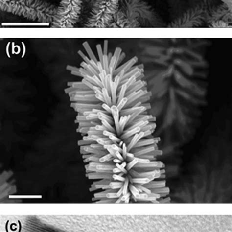 A Sem Image Of The Sno 2 Zno Hierarchical Nanostructure The Scale