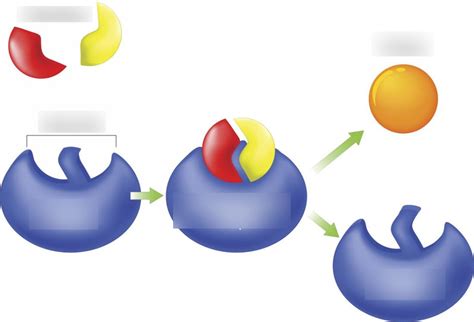 Enzymes Diagram Quizlet