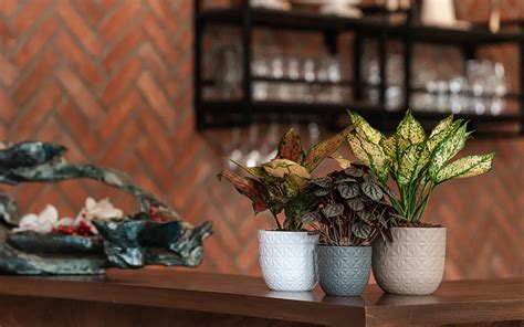 6 Stunning Office Planters To Enhance Your Workspace