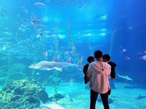 2월 제주도 여행 애들 데리고 갈만한 곳 제주 실내 관광지 아쿠아플라넷 제주 할인 팁 네이버 블로그