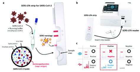 Schematic Representation Of The Sers Lfa System For The On Site Download Scientific Diagram