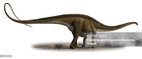 Diplodocus Longus A Prehistoric Era Dinosaur From The Jurassic Period