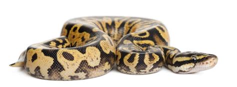 Python Royal Python Eating A Mouse Ball Python Stock Image Image Of