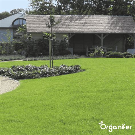 Ornamental Grass Seed – Elegant (1 kg for 50 m2) - Organifer