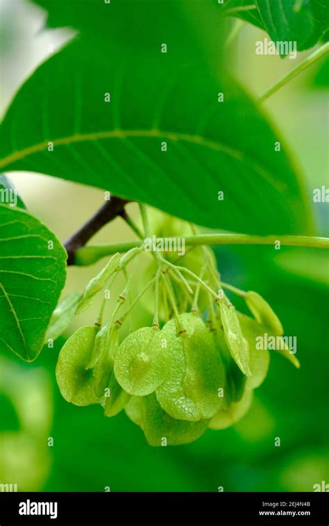 Hop Tree Stock Photo Alamy