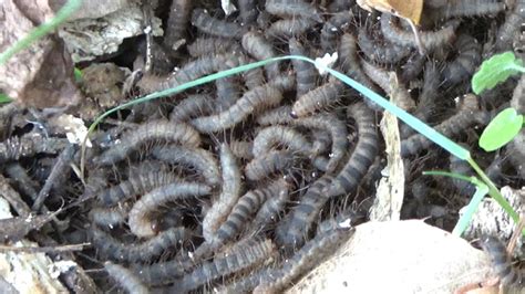 地面から幼虫が大量発生無限に湧き出てくる YouTube