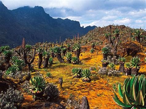 Glaciers Giant Trees And Leopards Climbing Ugandas Highest Peak