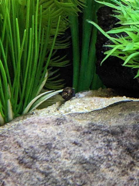 Help Snail Identification R Aquariums