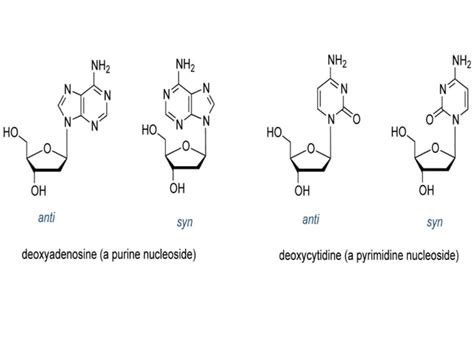 Dna Rna Basic Structure And Components Ppt