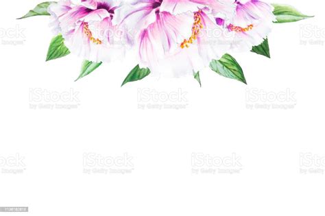 아름 다운 흰색 모란 상단 테두리 프레임입니다 플로럴 프린트 마커 그리기 수채화 그림입니다 0명에 대한 스톡 벡터 아트 및 기타 이미지 Istock