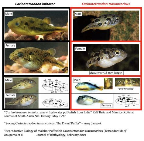 Care Tips For Pea Puffers General Chat Aquarium Co Op Forum