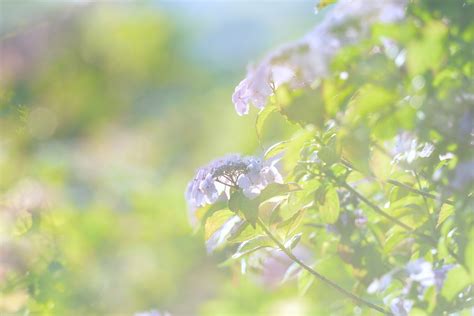 アジサイ 下町の風