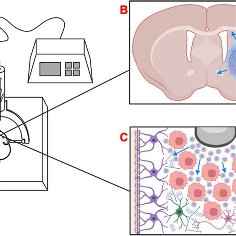 A Depiction Of A Rodent Positioned In A Stereotactic Frame Prior To Download Scientific Diagram