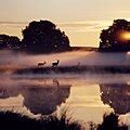 Wildlife Photography Wikipedia