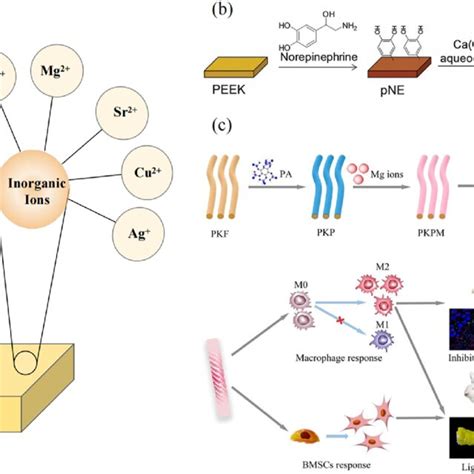 Schematic Of A Pva Hydrogel Layer On Sulfonated Peek With An Acrylic
