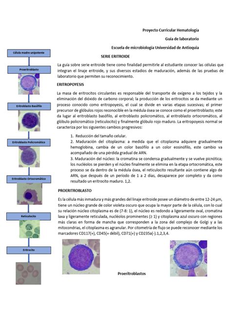 Apuntes Serie Eritroide Pdf