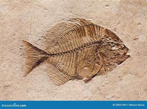 Fossil Stock Photo Image Of Biology Extinction Creation 23831340
