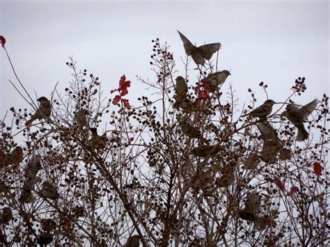 My Meta Metaphor A P R O N H E A D — Lilly