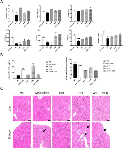 Figure 5 From Oligonucleotide Enhancing Compound Increases Tricyclo Dna Mediated Exon Skipping