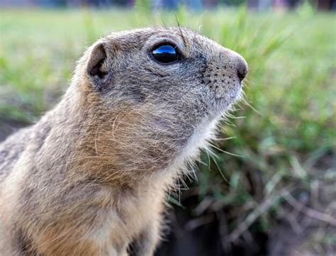 Premium Photo Profile Portrait Of Gopher On The Grassy Field Close