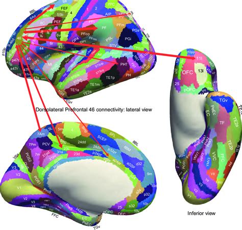 5 Dorsolateral Prefrontal Cortex Effective Connectivity The Download Scientific Diagram