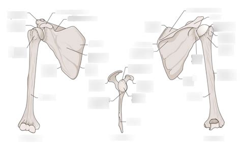 Scapular Anatomy Diagram Quizlet