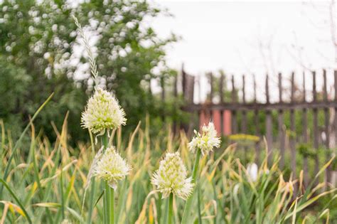 여름 정원에서 피는 양파 나 양파의 클로즈업 샷 흐린 배경 0명에 대한 스톡 사진 및 기타 이미지 0명 계절 꽃 나무 Istock
