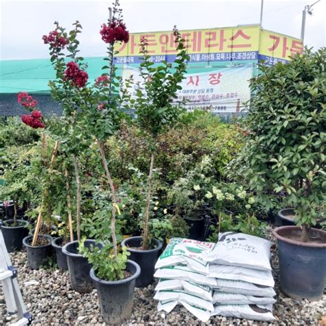 무료화분수거 대량화분수거 유료화분수거 대형화분수거 네이버 블로그