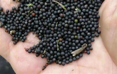 油菜籽的播种量是每亩地多少？ 农业种植网