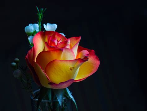 무료 이미지 자연 사진술 꽃잎 장미 꽃 빨간 색깔 화려한 노랑 담홍색 플로라 닫다 차가운 색 미술 매크로 사진 꽃 피는 식물 정원 장미 장미