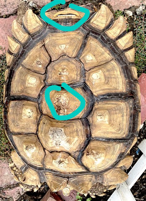 Help With A Shell Diagnosis Rsulcata