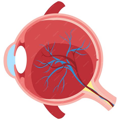 Estructura Del Ojo Humano Para La Formación De Médicos Y Cirujanos