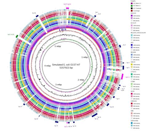 Brig Output Image Of A Simulated Draft E Coli O157h7 Str Sakai Download Scientific Diagram