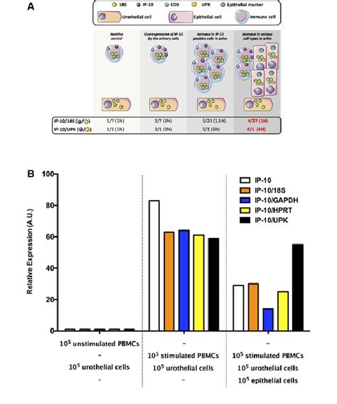 The Issue Of Rna Normalization In Urine The Relative Quantification Of Download Scientific