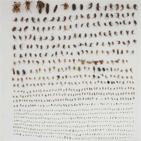 Batch Extraction Of Morphological And Color Metrics From Invertebrate Samples
