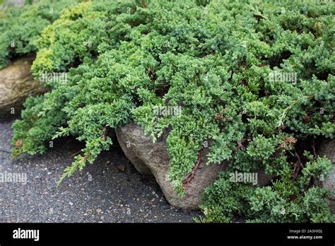 Juniperus Procumbens