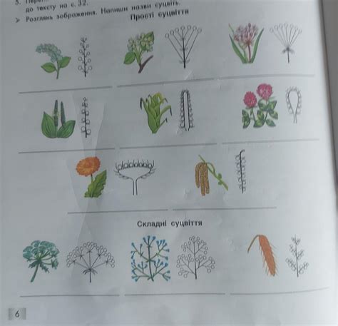 до тексту на с 32 Розглянь зображення Напиши назви суцвіть Прості суцвіття 1 999999 Gaaddddd
