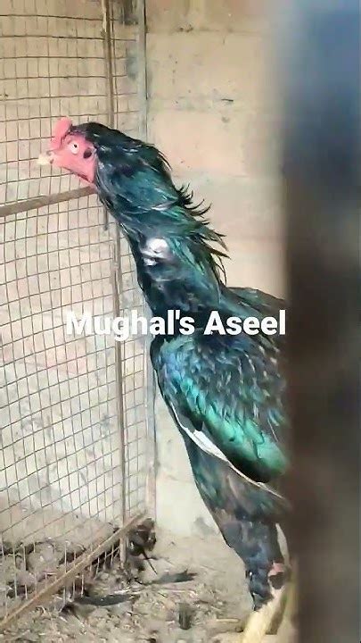 Lassani Patha Youtube