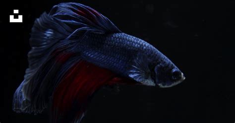 검은 색과 빨간색 베타 물고기 벽지 사진 Unsplash의 무료 멋진 배경 이미지