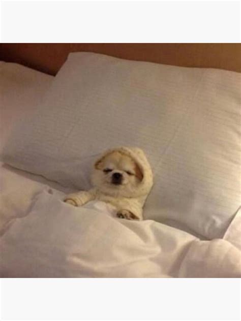 Perro Durmiendo En La Cama Meme Ubicaciondepersonas Cdmx Gob Mx