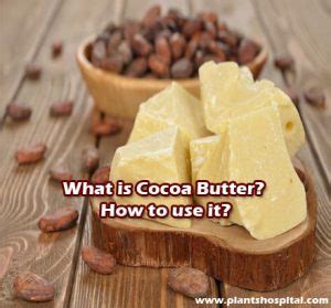 15 Science Backed Benefits Of Cocoa Butter How To Use And Warnings