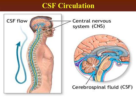 Cerebrospinal Fluid
