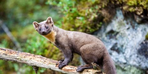 Pine Martens Spotted In Two Welsh Woodlands For The First Time