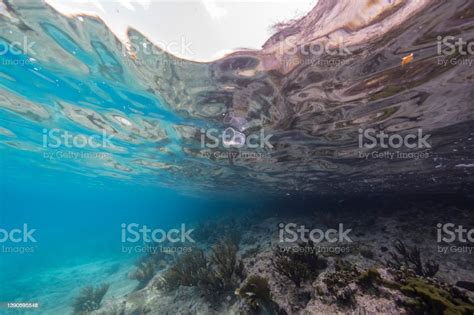 카리브해의 산호초의 청록색 물에 플라스틱 컵이있는 바다 풍경 쿠라 카오 0명에 대한 스톡 사진 및 기타 이미지 0명 경산호 그라운드 슬라이딩 Istock