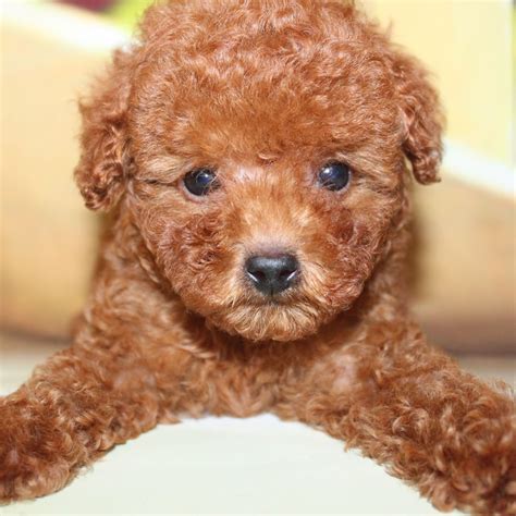 纯种泰迪犬幼犬狗狗出售 宠物泰迪犬可支付宝交易 泰迪贵宾 编号10023400 宝贝它