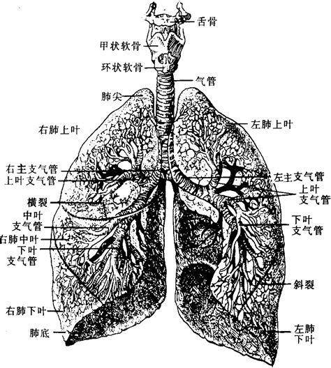 图192 喉、气管、支气管和肺前面 人体解剖学