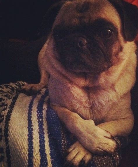 Datadogs Dogs Animals