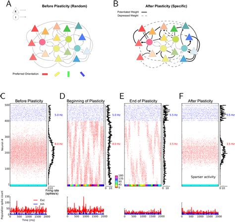 Simulating The Effect Of Synaptic Plasticity In Balanced Random Download Scientific Diagram