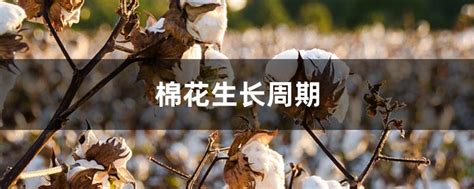 棉花生长周期 如意谷