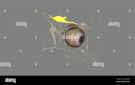Eye Movement Pupil Constriction3d Illustration Trochlear Nerve Eye